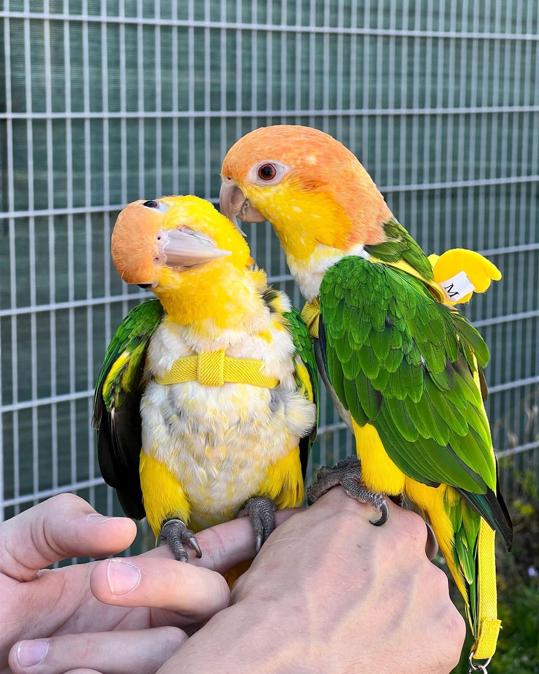 Caique parrots available | Pets Malta